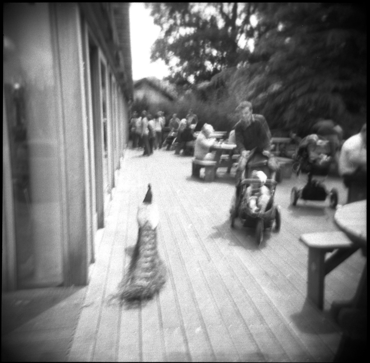 Telesa: The Covenant Keeper (Boy meets girl meets fa’afafine) | Around ...